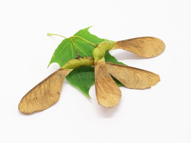 Graines d'érable image stock. Image du graine, branchement - 19460543