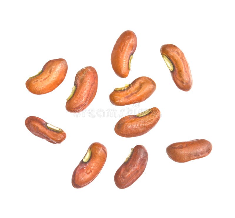 Graines De Haricot Yard Long Photo stock - Image of moisson, blanc ...