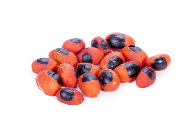 Fruit Noir Rouge Du Gland Berry Tree Image stock - Image du santé ...