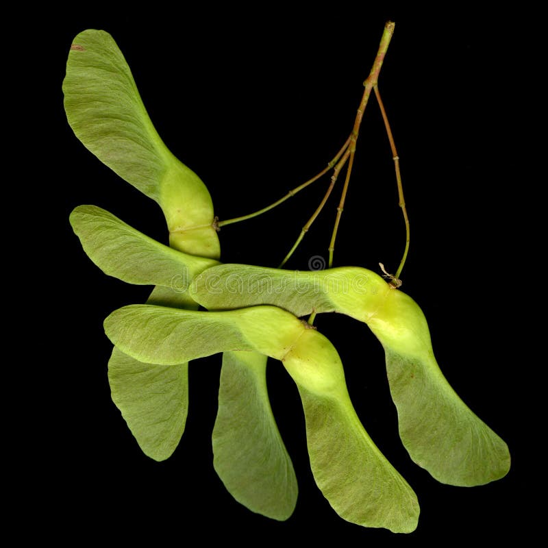 Graines d'arbre d'érable photo stock. Image du propulseur - 6389240