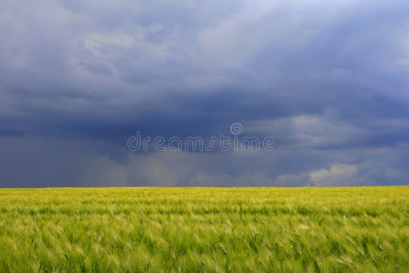Grainfield stock photo. Image of landscape, cloud, scenery - 13421802