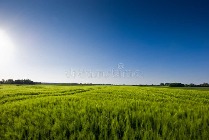 Grainfield and a blue Sky stock photo. Image of agriculture - 14599416