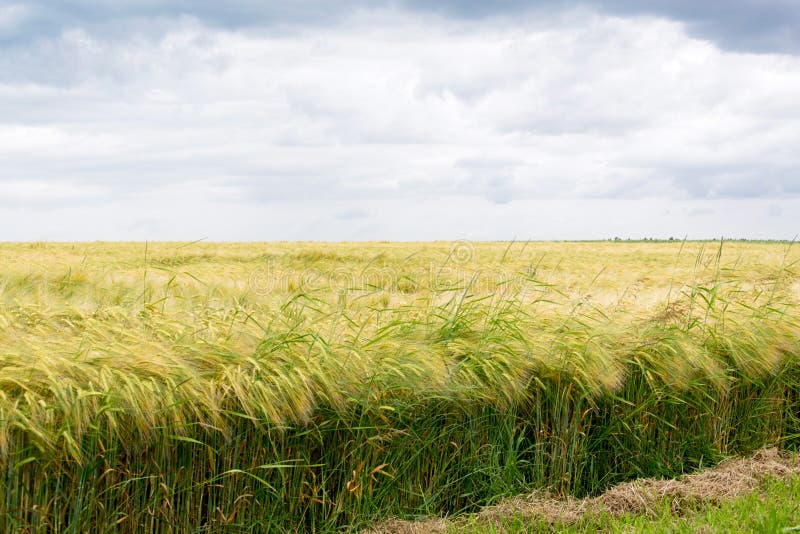 Grainfield stock image. Image of cereal, nature, grainfield - 56210913