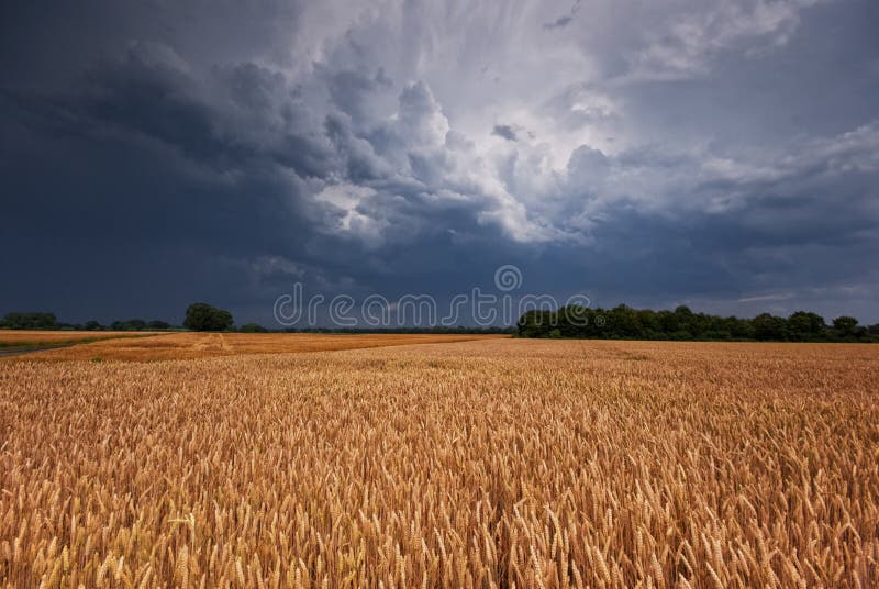 Grainfield and storm stock image. Image of thunder, windy - 28438801