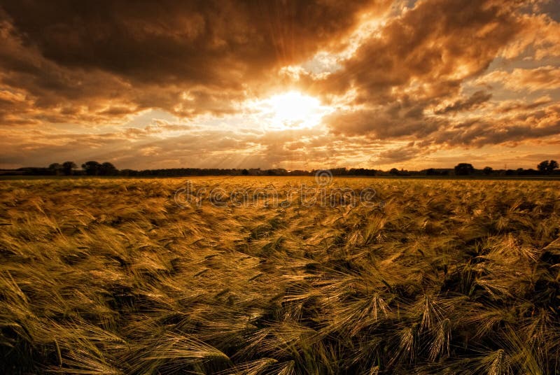 Grainfield and storm stock image. Image of windstorm - 25377711
