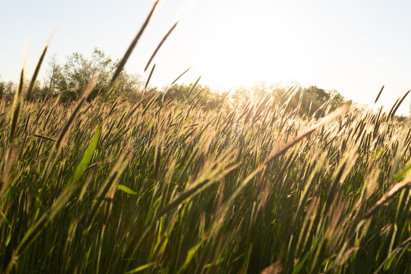Grainfield at Sunset with the Sun Behind it Stock Photo - Image of farm ...