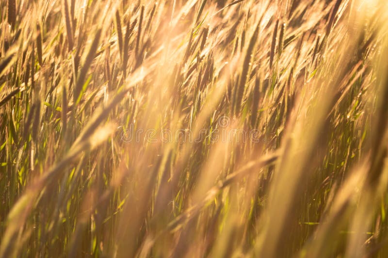 Grainfield at Sunset with the Sun Behind it Stock Image - Image of ...