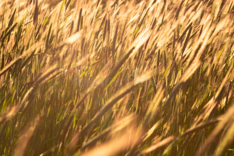 Grainfield at Sunset with the Sun Behind it Stock Image - Image of blur ...