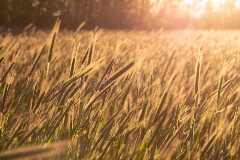 Grainfield at Sunset with the Sun Behind it Stock Photo - Image of gold ...