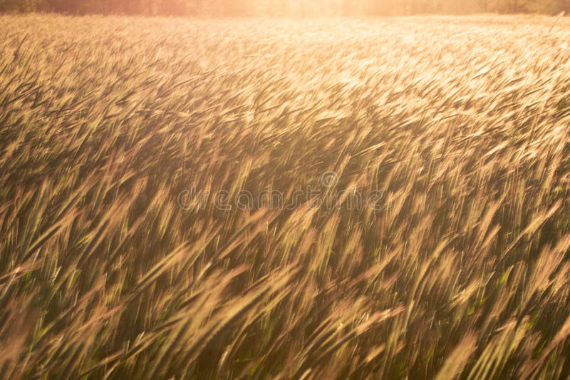 Grainfield at Sunset with the Sun Behind it Stock Photo - Image of ...