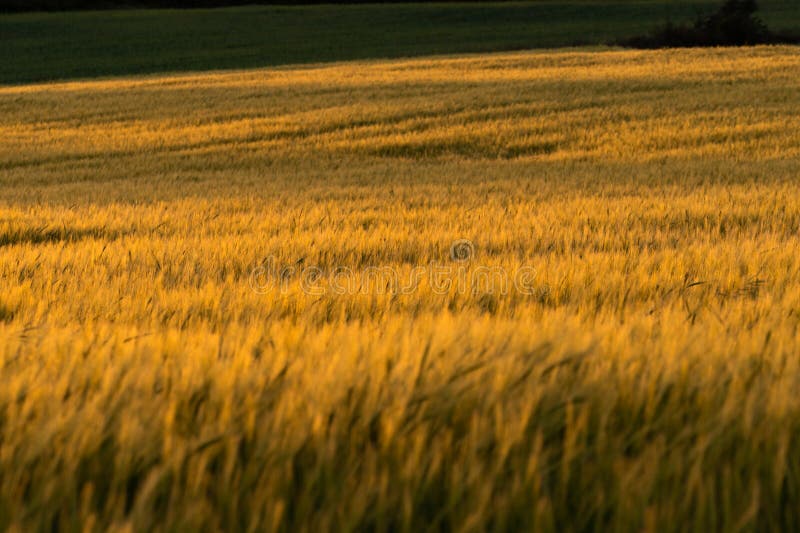 Grainfield at Sunset with the Sun Behind it Stock Photo - Image of ...