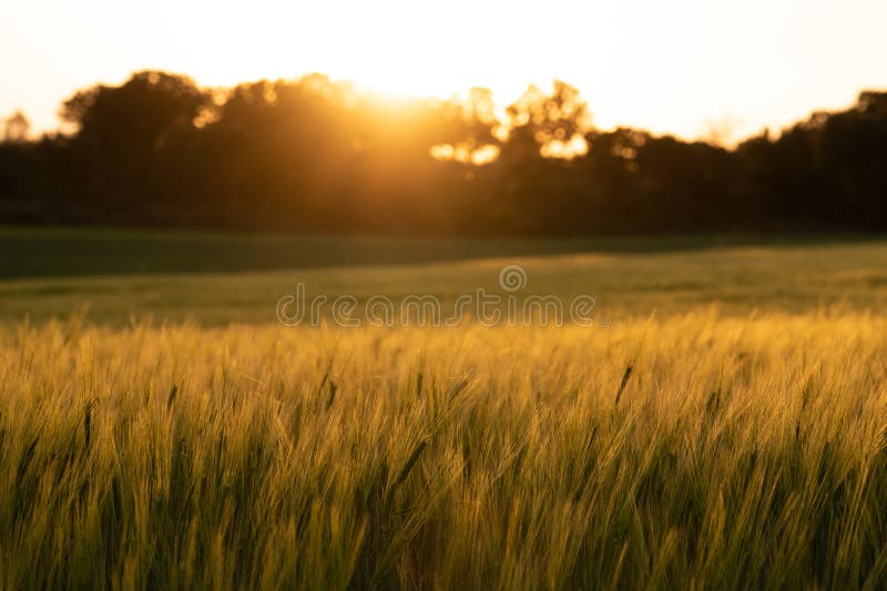 Grainfield at Sunset with the Sun Behind it Stock Photo - Image of ...