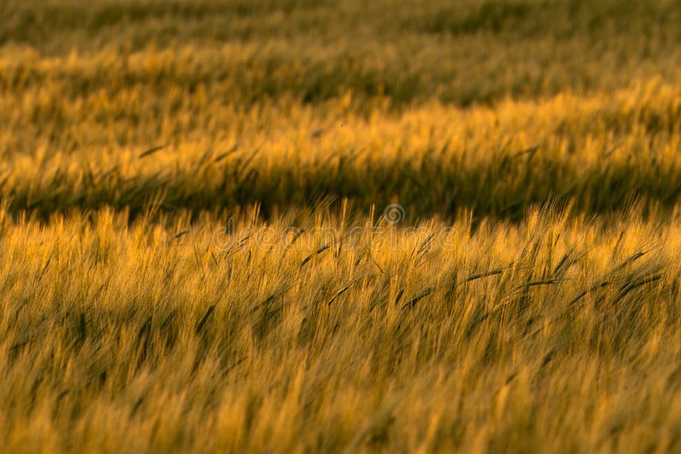 Grainfield at Sunset with the Sun Behind it Stock Photo - Image of ...