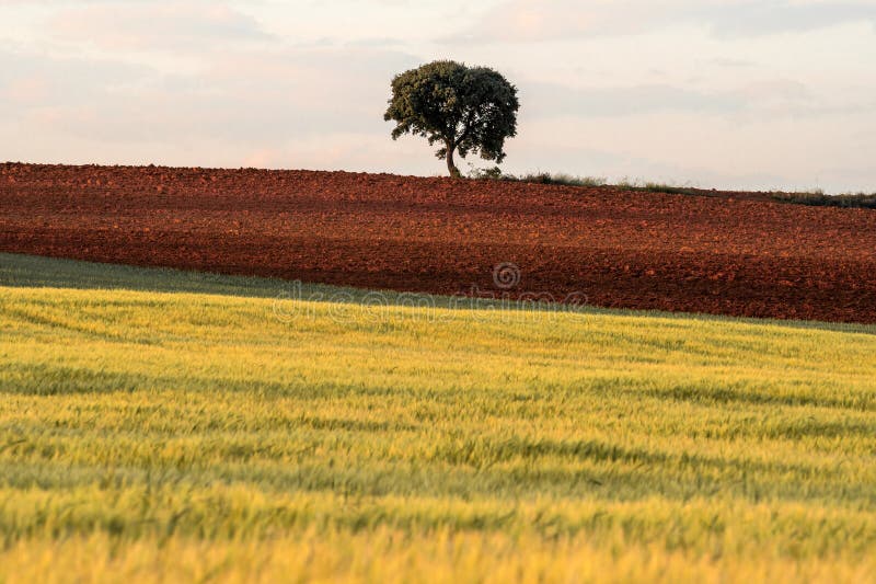Grainfield at Sunset with the Sun Behind it and a Lonely Tree in the ... Grainfield at Sunset with the Sun Behind it and a Lonely Tree in the ...