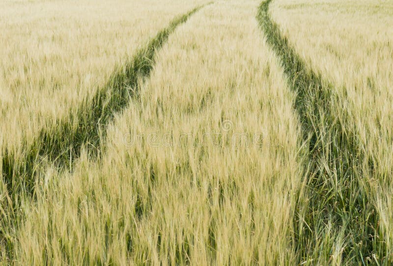 Grainfield stock photo. Image of pattern, rural, wave - 46441052