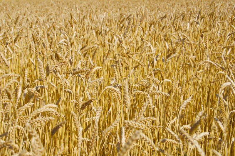 Grainfield stock image. Image of summer, grain, rural - 56520323