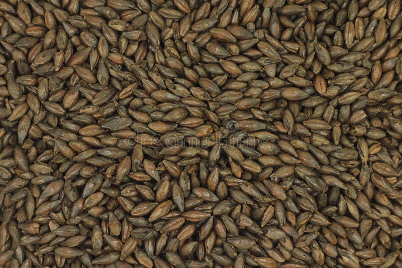 Grains of Burnt Barley Background Stock Photo - Image of smell, starch ...