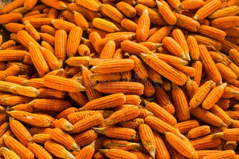 Shelled Corn Stack Lots Stock Photos - Free & Royalty-Free Stock Photos ...