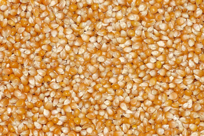 Rice grains stock image. Image of organic, long, uncooked - 20717803
