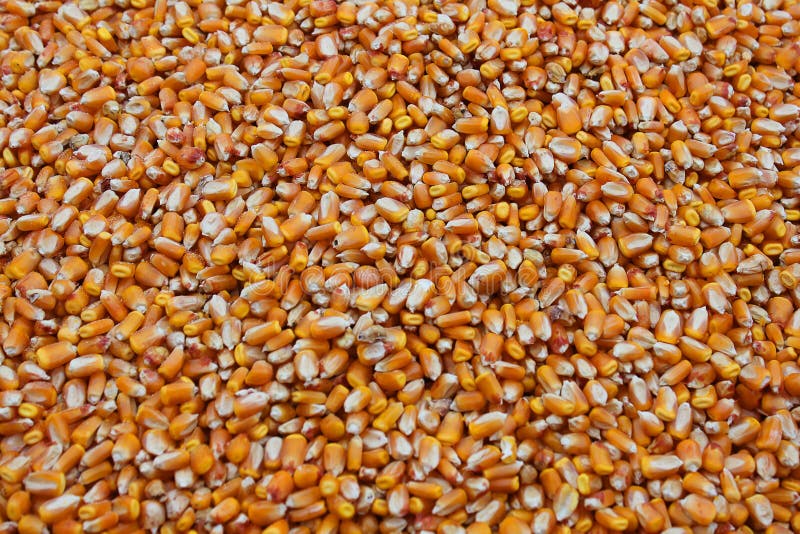 Grains of corn background stock image. Image of seed - 81110133