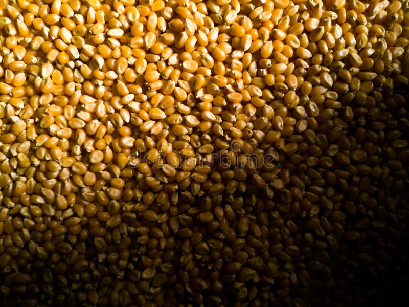Grains of corn close-up stock photo. Image of dried - 369721852