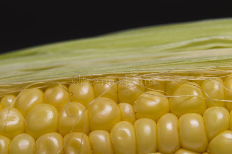 Grains of corn cob. Macro stock photo. Image of sweets - 60639856