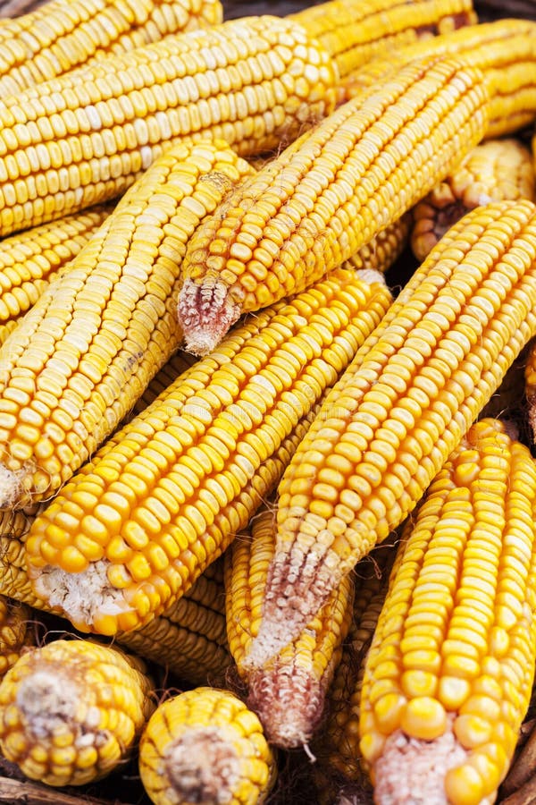 Grains of corn stock image. Image of autumn, farm, plant - 45443863