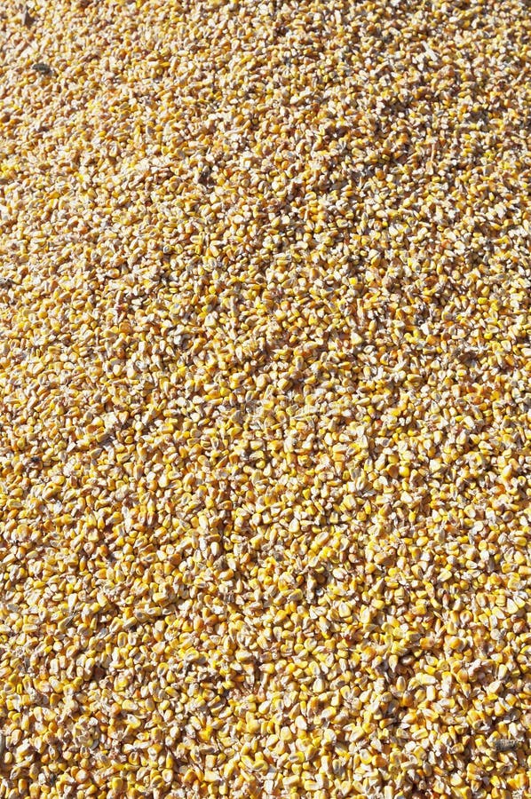 Grains of corn detailed stock image. Image of fodder - 34276221