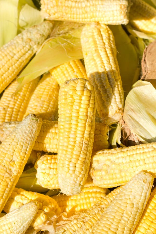 Grains of corn. stock photo. Image of object, ripe, bird - 60042596