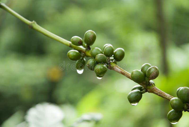 Grains De Café Vert Dans Un Sac. Café Avant La Torréfaction Image stock ...