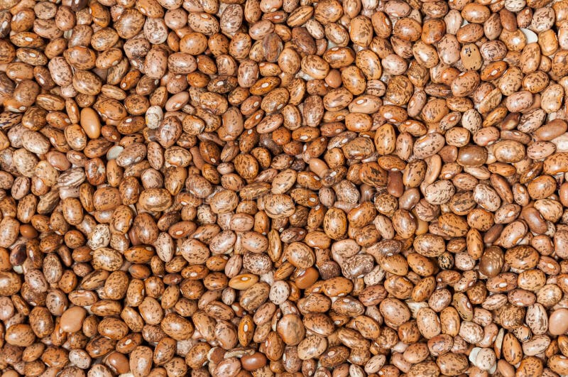 Grains de haricot de Pinto image stock. Image du rouge - 78467471
