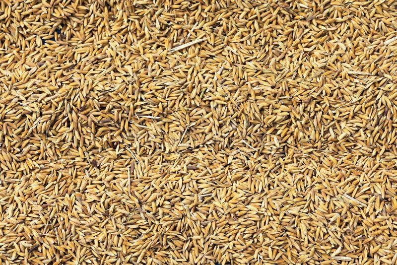 Grains Organiques Pourpres De Riz Image stock - Image du texture ...