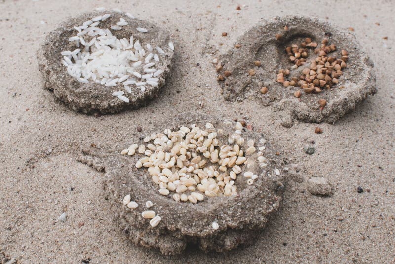 Grains of Different Cereals in the Sand Stock Image - Image of ...