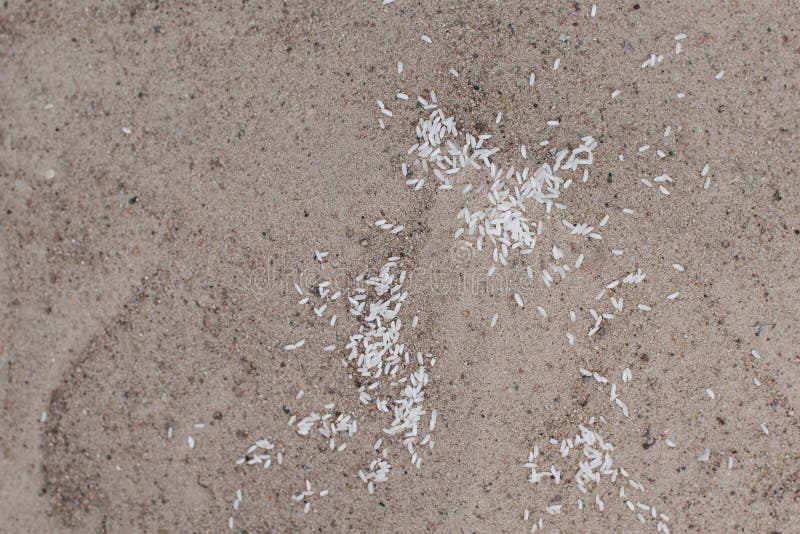 Grains of Different Cereals in the Sand Stock Image - Image of harvest ...