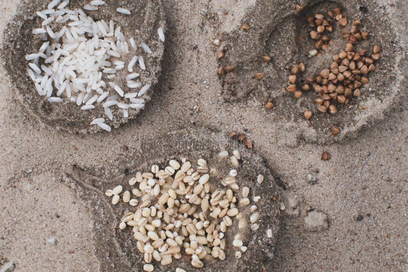 Grains of Different Cereals in the Sand Stock Photo - Image of food ...