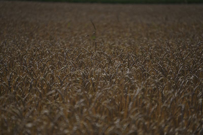 Grains in the Field before Harvest Stock Photo - Image of grain ...