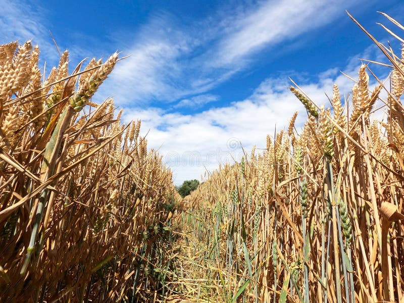 Grains in the Field before Harvest Stock Image - Image of agriculture, farm: 262385747