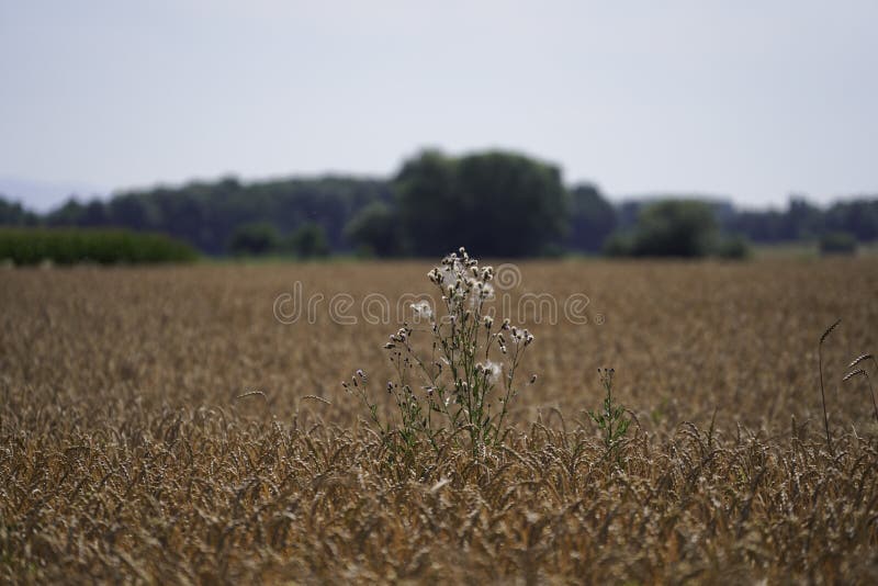 Grains in the Field before Harvest Stock Image - Image of crop, farming ...