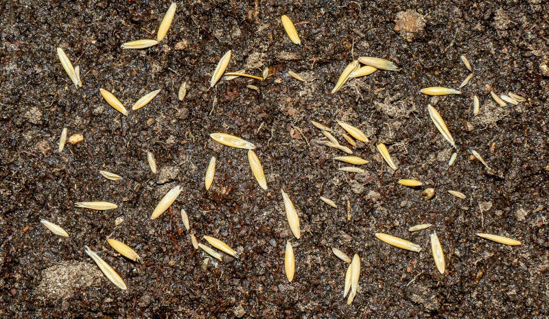 Grains Grain Seeds in the Ground, Spring Sowing Stock Image - Image of ...