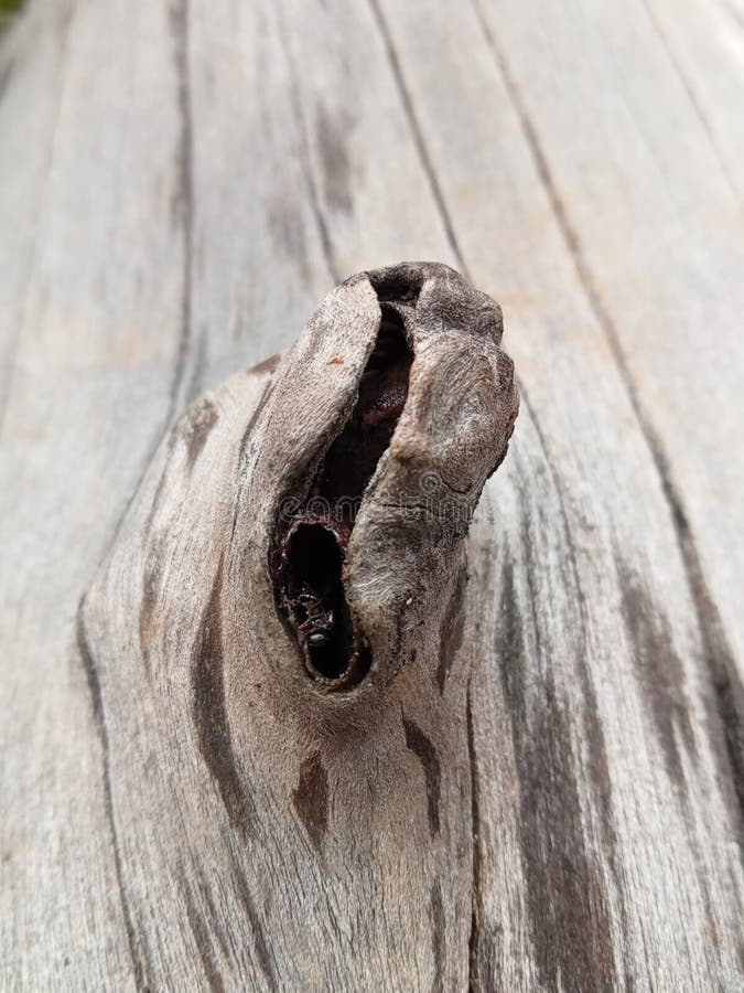 Grains, Nature, Object, Backgrou Nd, White, Fruit, Leaf, Small, Stock ...