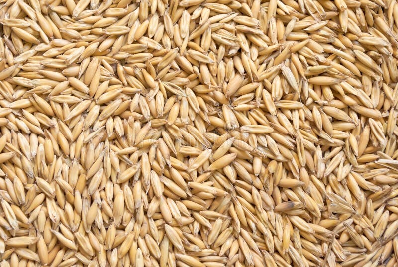 Oat Grains As Background, Shallow Dof Stock Image - Image of eating ...