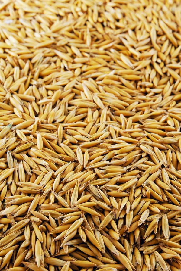 Grains of oats stock image. Image of plant, field, crop - 19128831