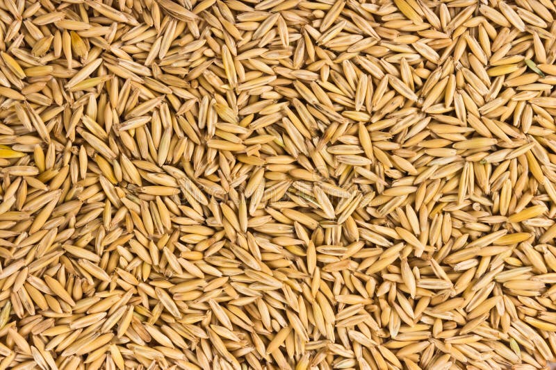 Grains of oats stock image. Image of processed, grains - 50915891