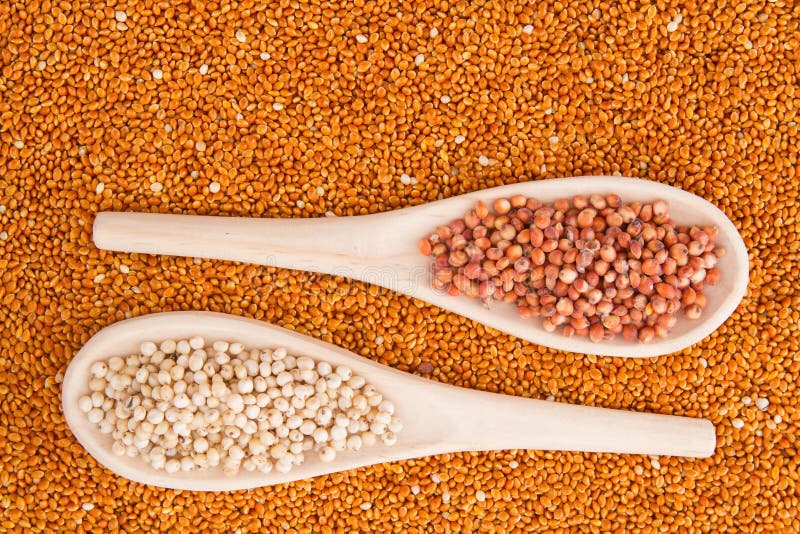 Grains of Red and White Sorghum Sorghum Stock Image - Image of healthy ...