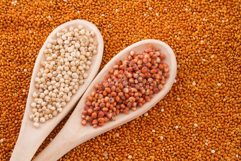 Grains of Red and White Sorghum Sorghum Stock Image - Image of grain ...