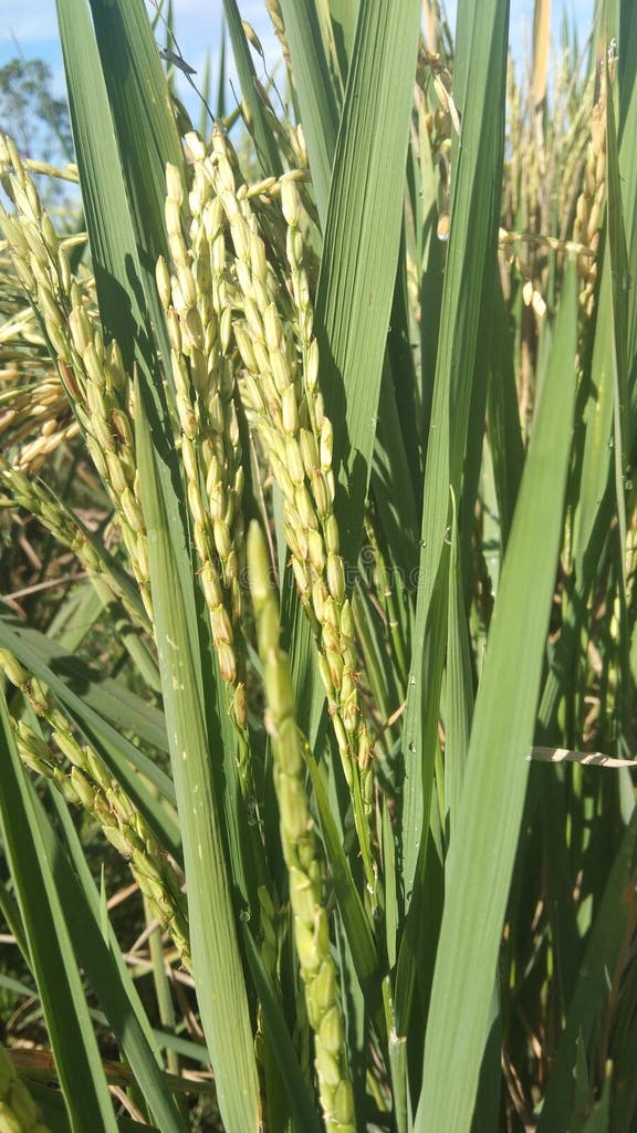 The Grains of Rice Look Very Beautiful Stock Image - Image of grains ...