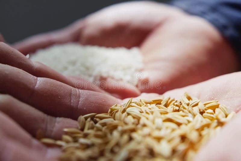 Grains of Rice in Palm of Your Hand. Peeled Rice and Unpeeled Stock ...