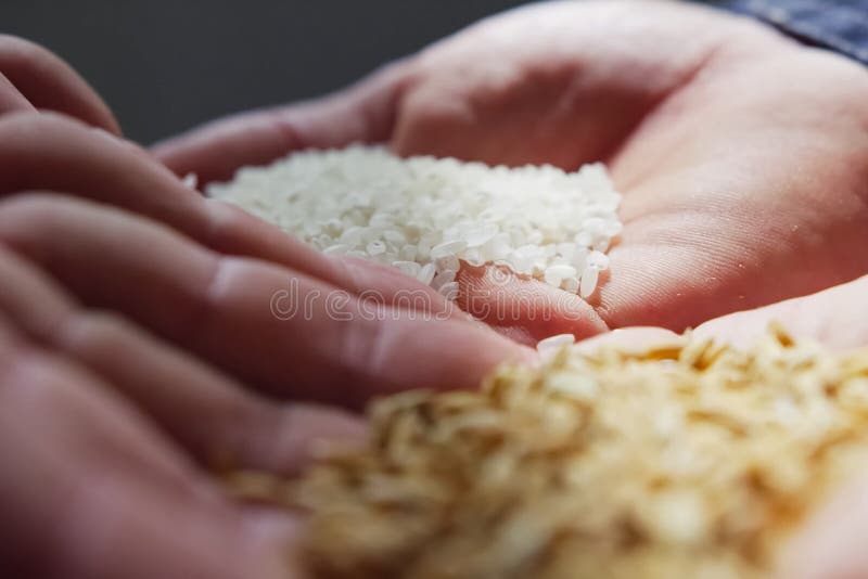 Grains of Rice in Palm of Your Hand. Peeled Rice and Unpeeled Stock ...