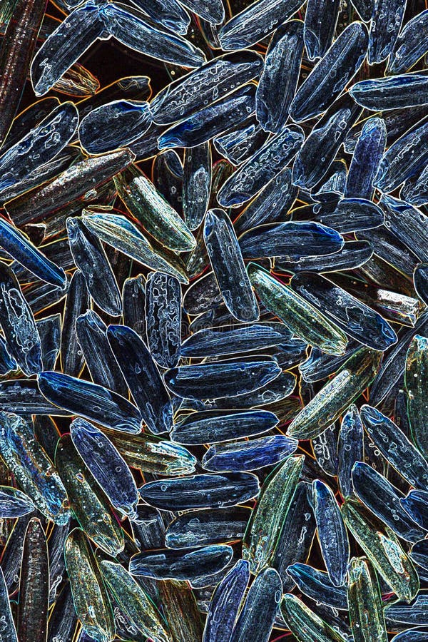 Many Grains of White Rice stock image. Image of bright - 22947071