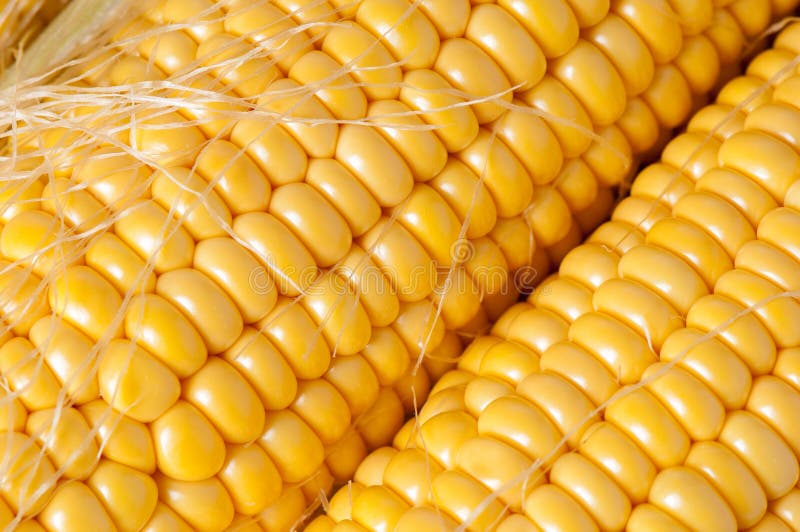 Grains of Ripe Corn Closeup Stock Image - Image of kitchen, nature ...